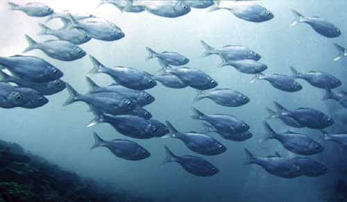 Fish of the Month: Hawaiian flagtails Kuhlia xenura / sandvicensis