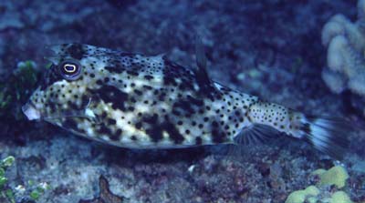 lactoria diaphana