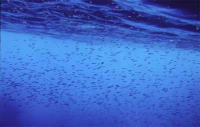 Spratelloides delicatulus delicate round herring