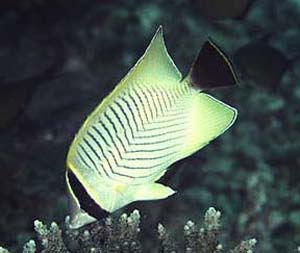 chaetodon trifascialis