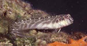 omobranchus obliquus